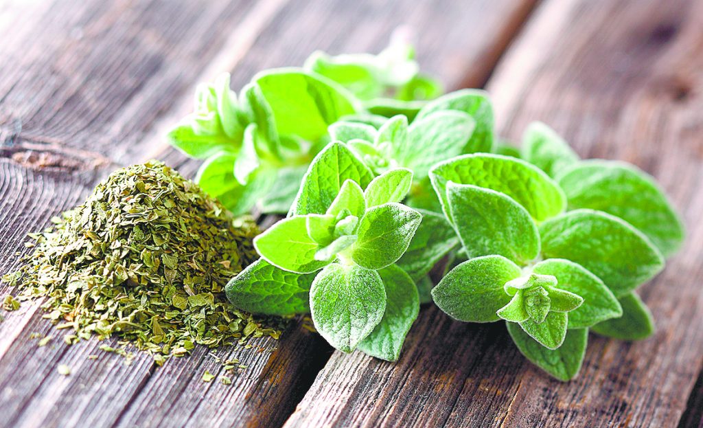 Más que un condimento previene males con orégano - Diario Basta!