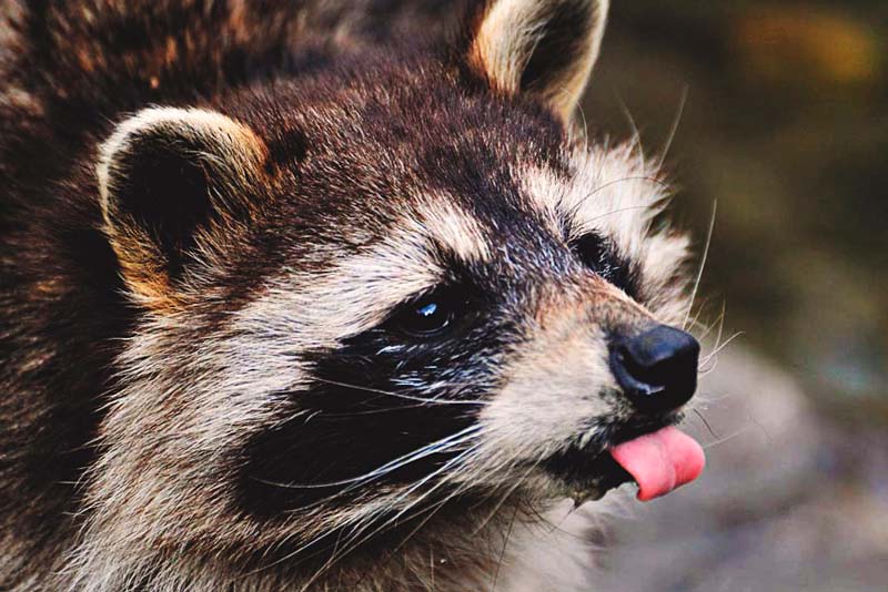 (Vídeo) Estos mapaches no tenían rabia estaban borrachos — Diario Basta!
