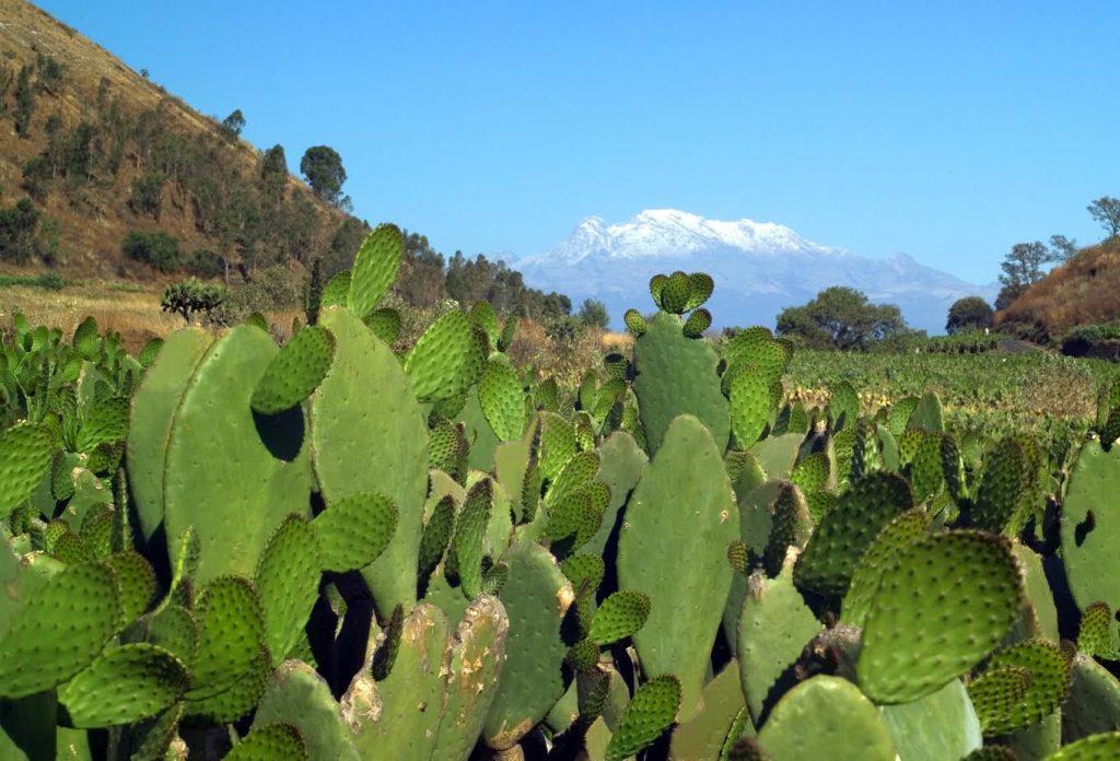 Por recuperar la producción nopalera local – Diario Basta!