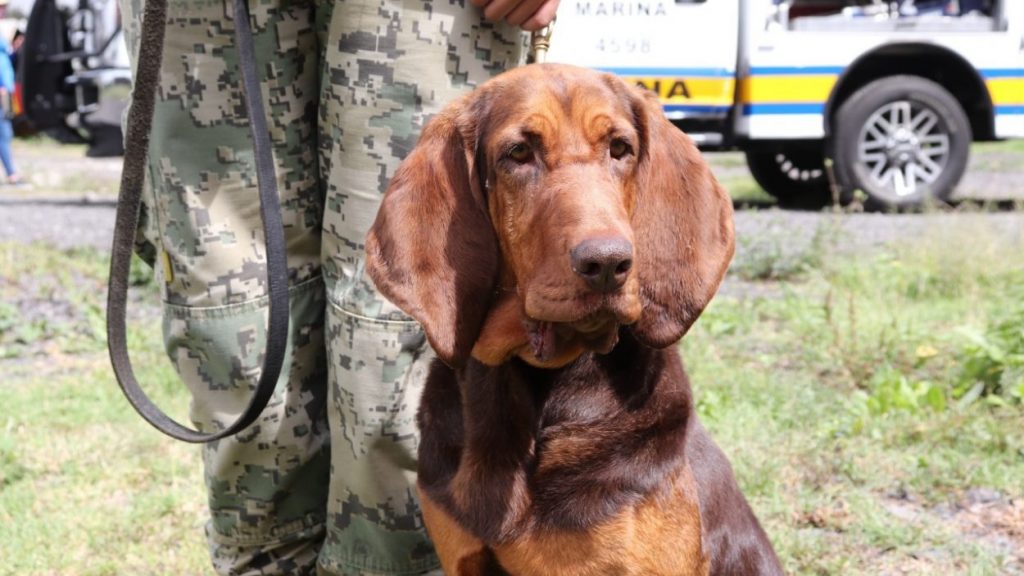 Conoce a “Max” el perro que localizó a Caro Quintero – Diario Basta!