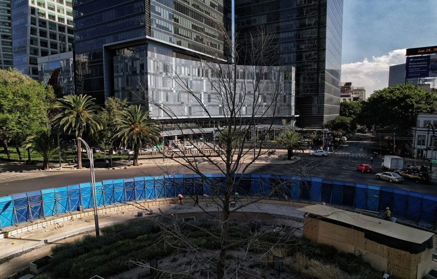 Definirán el destino del ahuehuete de Reforma – Diario Basta!