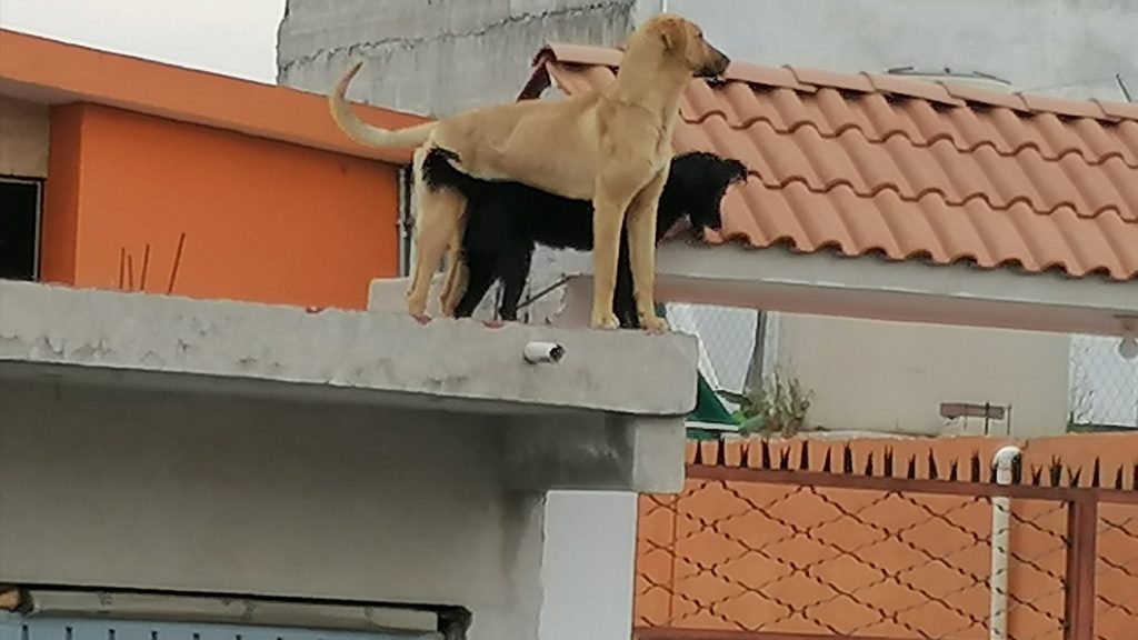 Fuertes multas en la CDMX a dueños que abandonen perros en azoteas ...