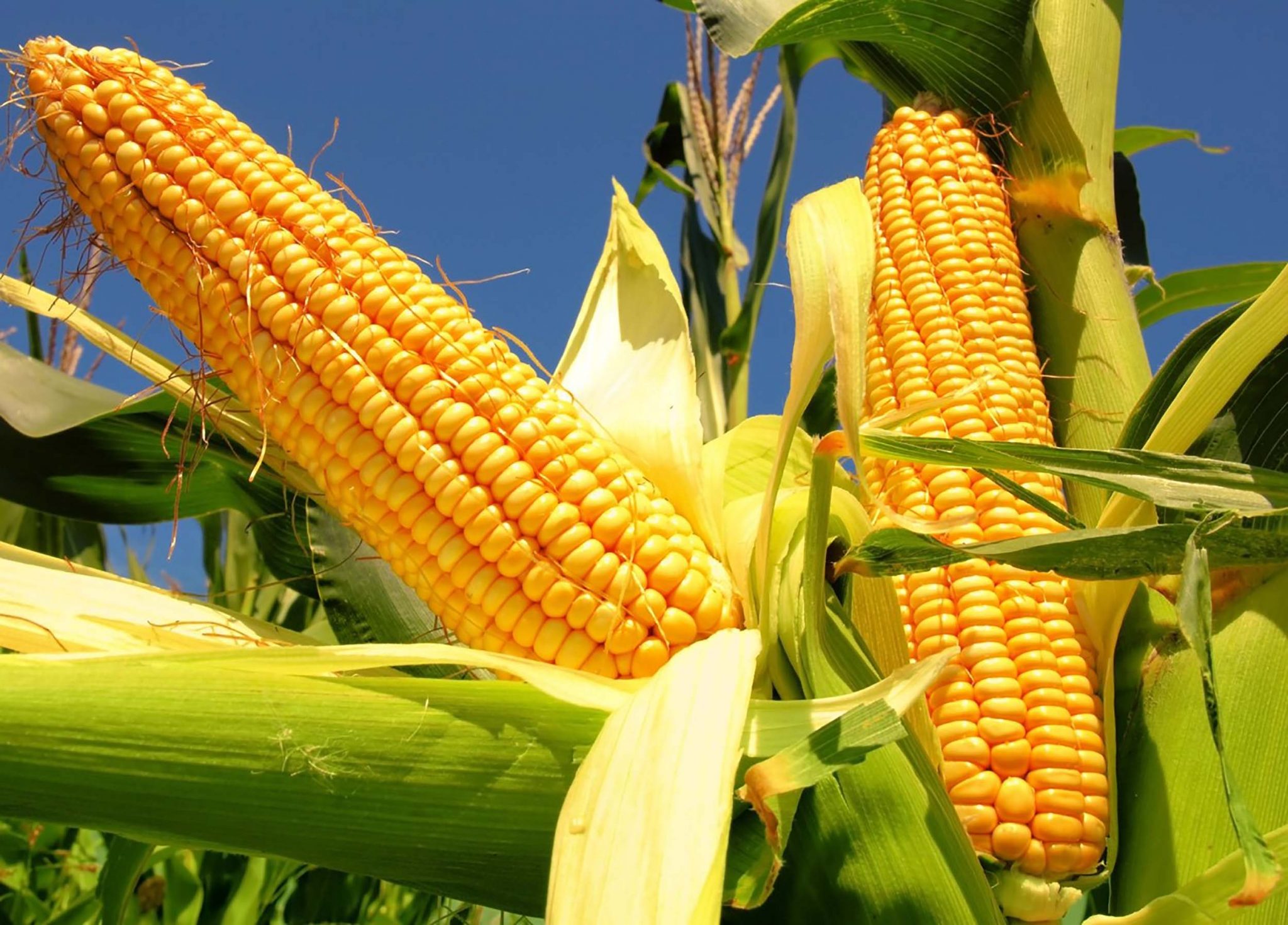 Con prohibición buscan proteger 64 razas de maíz – Diario Basta!