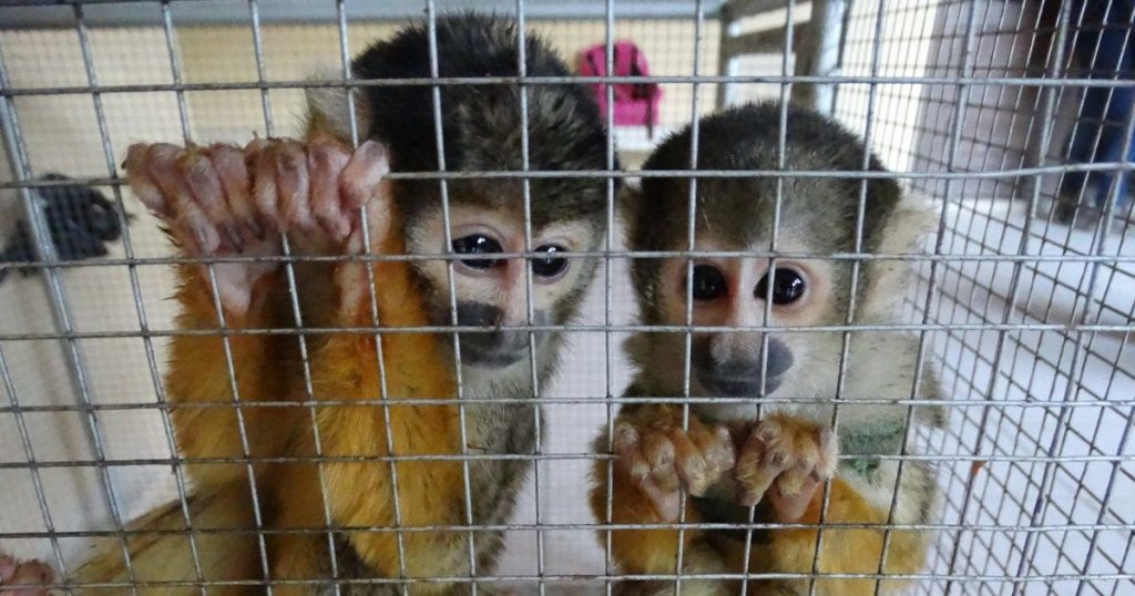 Por Facebook, crece tráfico de animales en redes – Diario Basta!