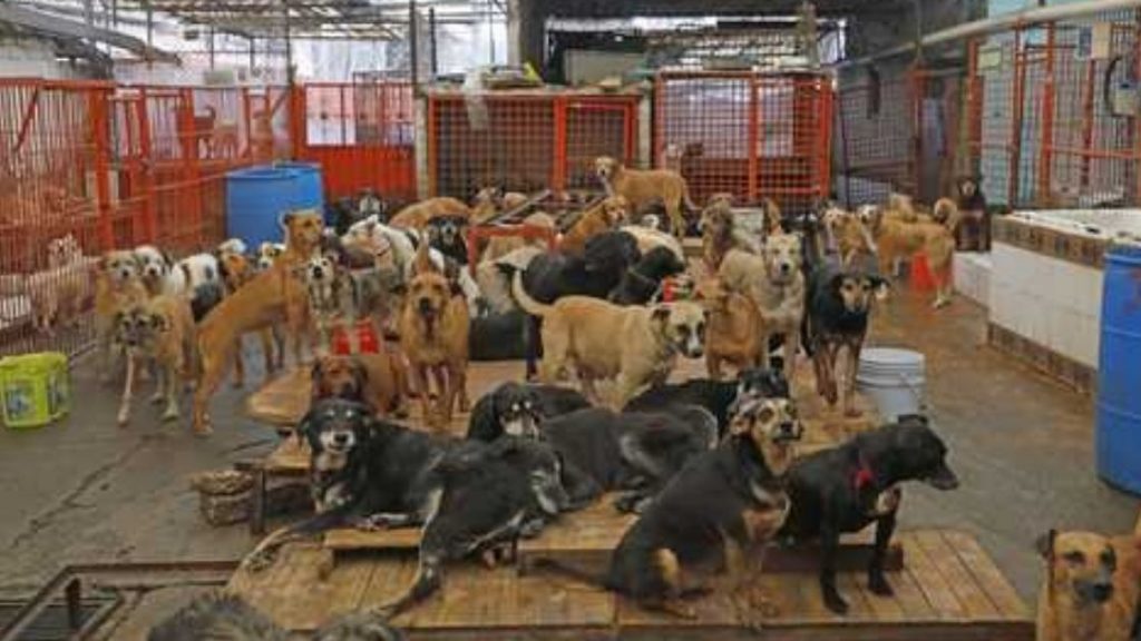 Tras crisis animal, logra Refugio Franciscano acuerdos con la CDMX ...