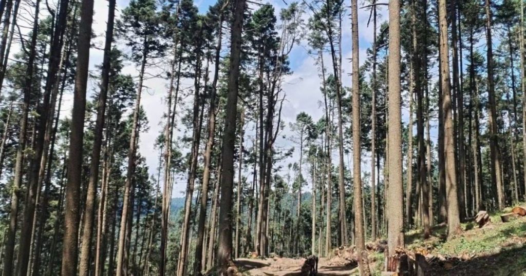 Hallan cuerpos en el bosque – Diario Basta!